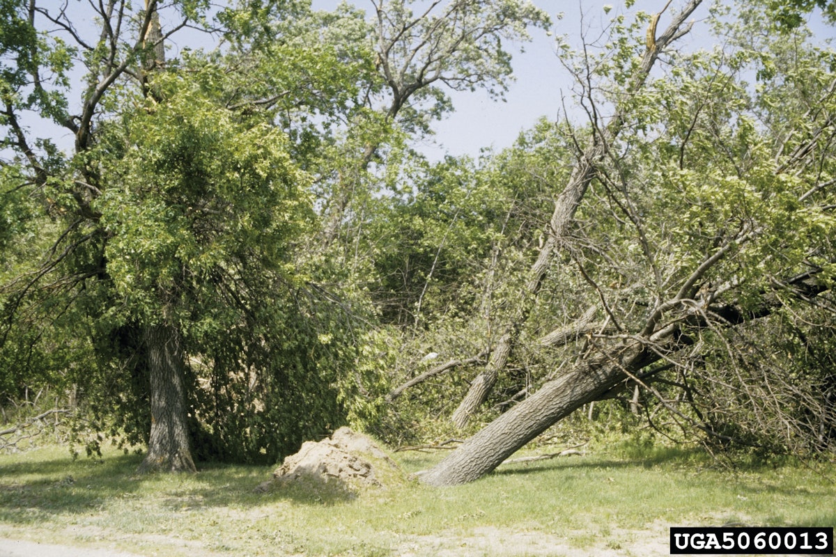Tree Root Damage - Tips Advice Warning Signs | Green Industry Pros