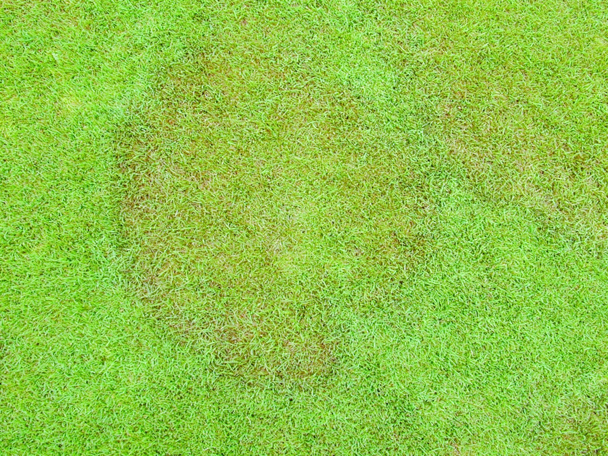 Diseases as Indicators of Turf Problems | Green Industry Pros
