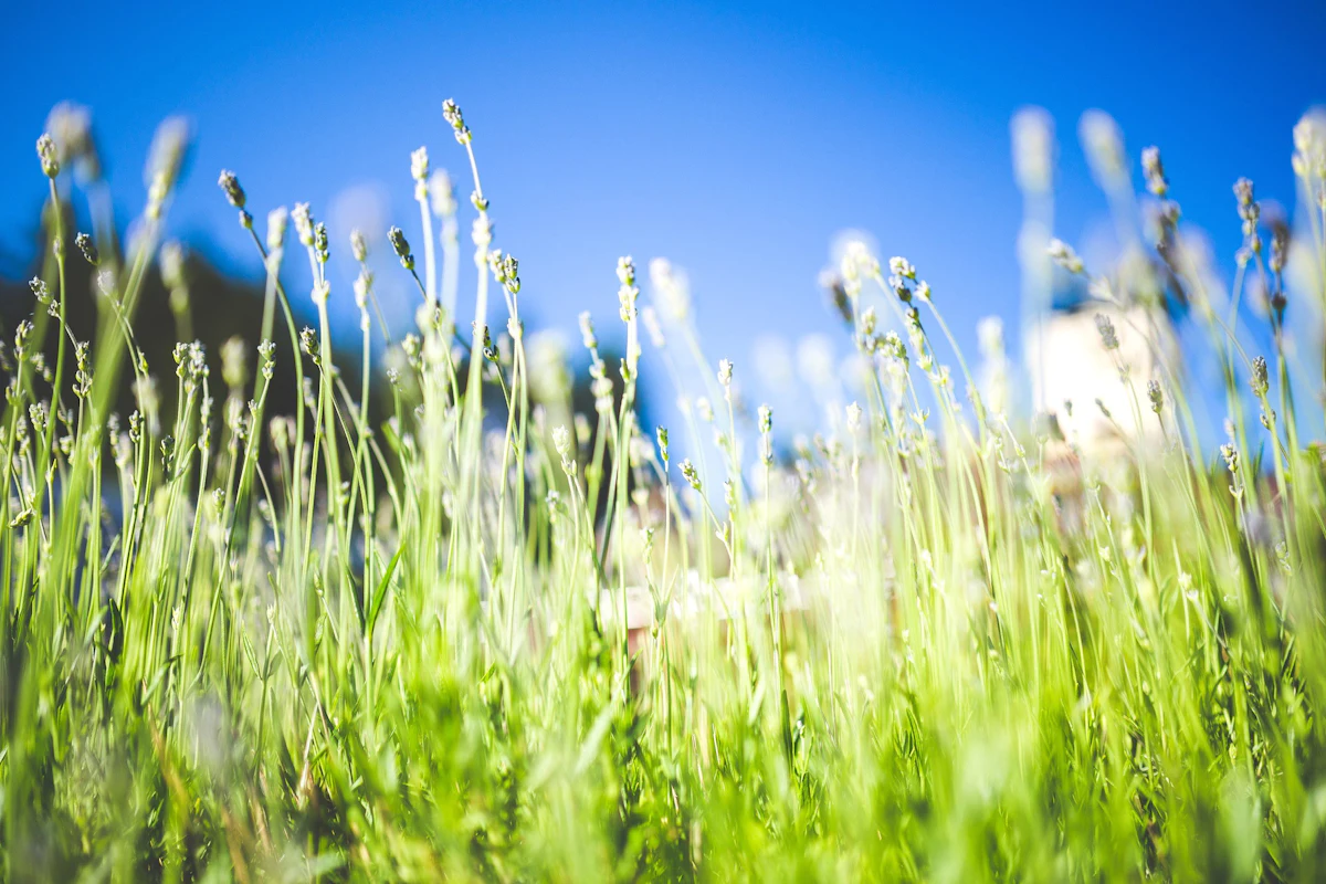 Trading The Traditional Lawn For Mini Meadows Green Industry Pros trading-the-traditional-lawn-for-mini-meadows-green-industry-pros