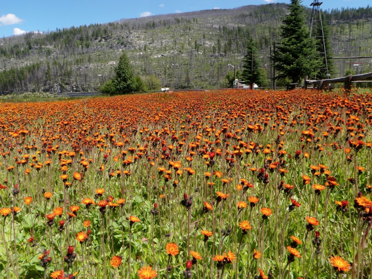 Managing Invasive Weeds In the Intermountain West | Green Industry Pros