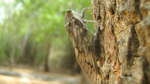 How to Protect Trees From Insects and Pests | Green Industry Pros