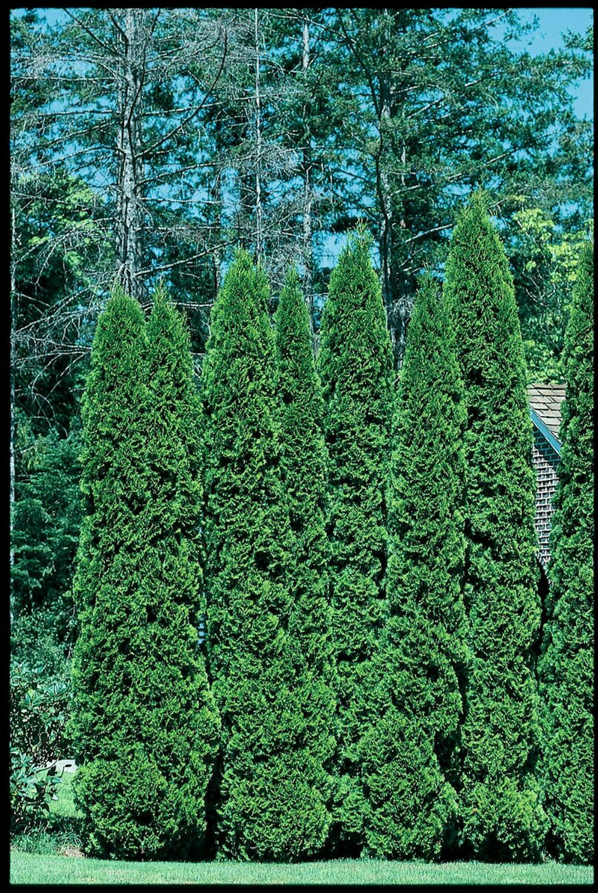 SiteOne Offers 4 Additional Plant Varieties to Nursery Collection From ...