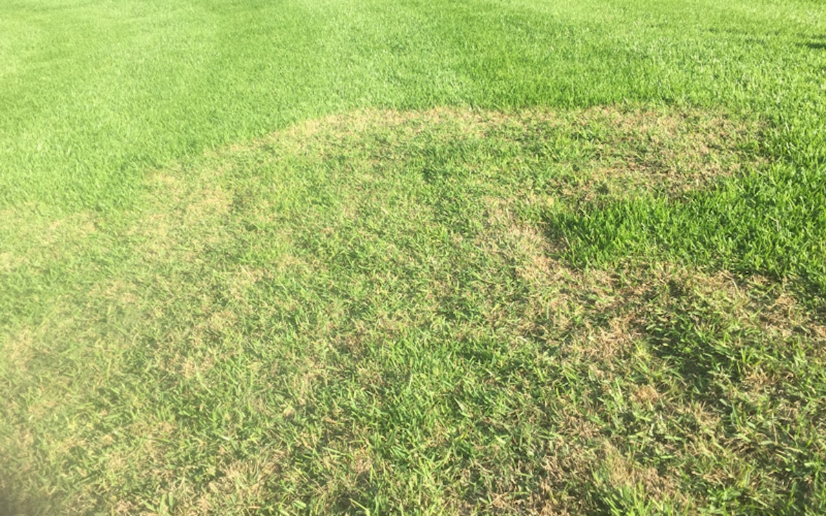 Prevent Large Patch in Lawns | Green Industry Pros