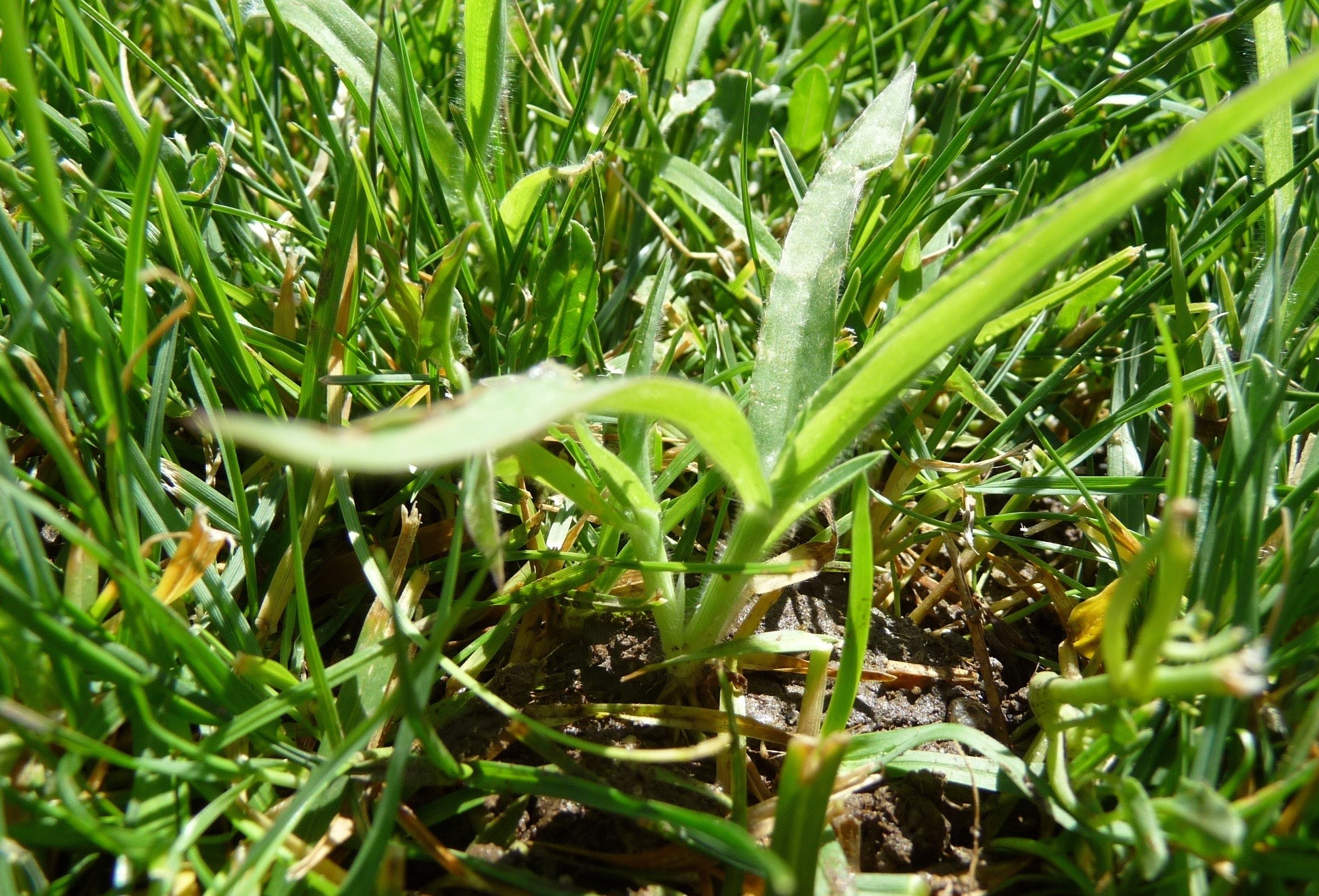 Identifying Turfgrass Weeds + Diseases | Green Industry Pros
