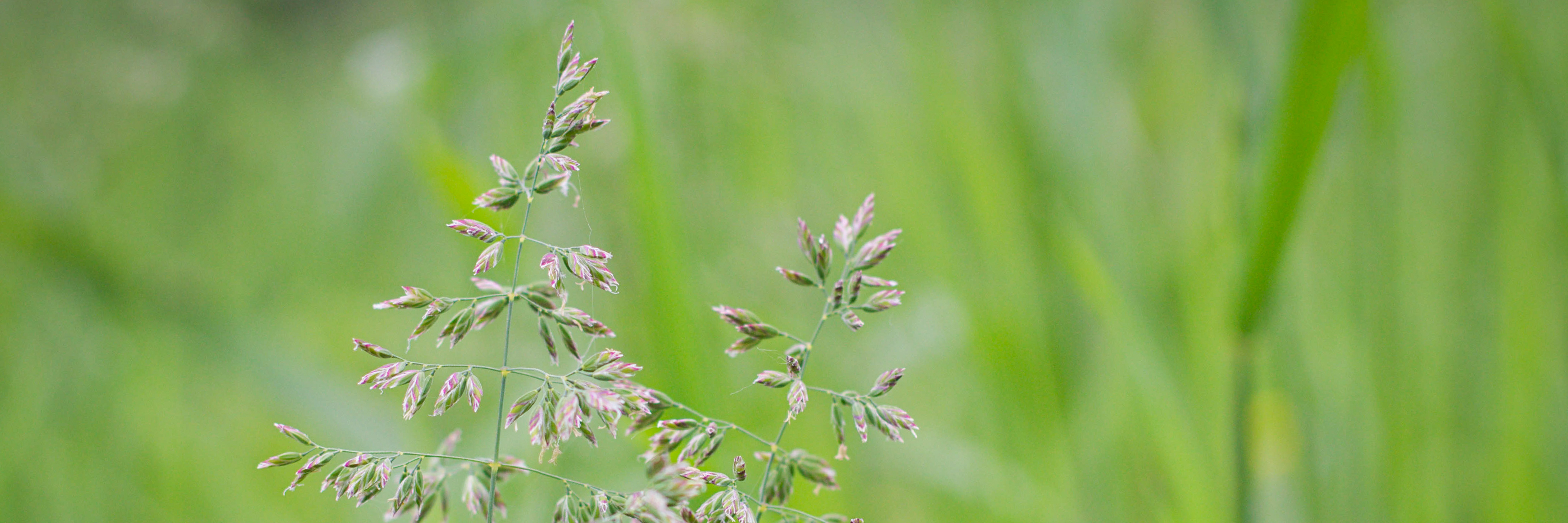 Identifying Turfgrass Weeds + Diseases | Green Industry Pros