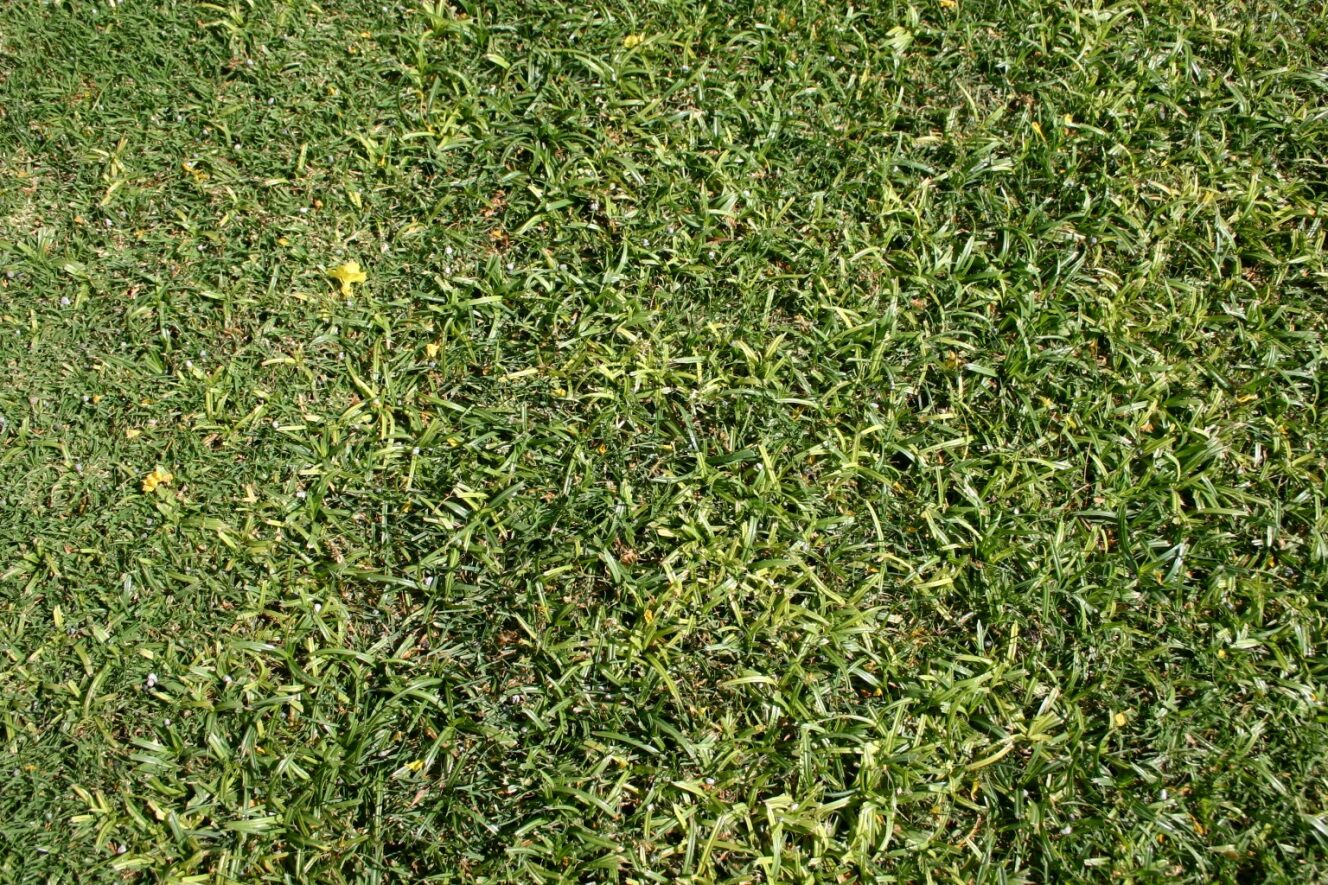 Identifying Turfgrass Weeds + Diseases | Green Industry Pros