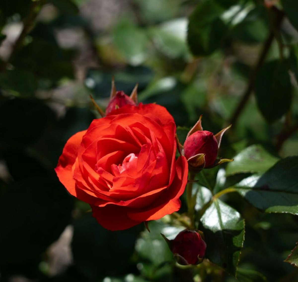 SiteOne Adds Rose, Grass, Evergreen Varieties to Nursery Collection ...
