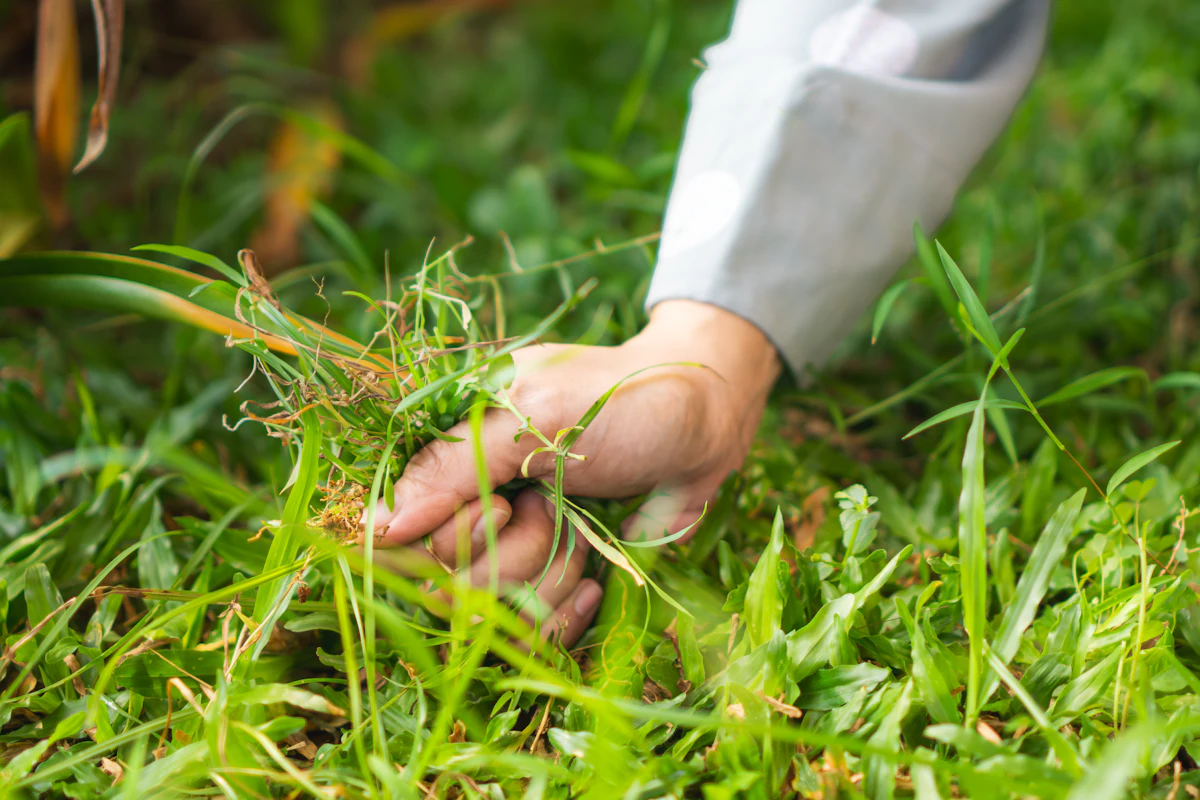 Resist the Urge: Don’t Pull That Weed | Green Industry Pros