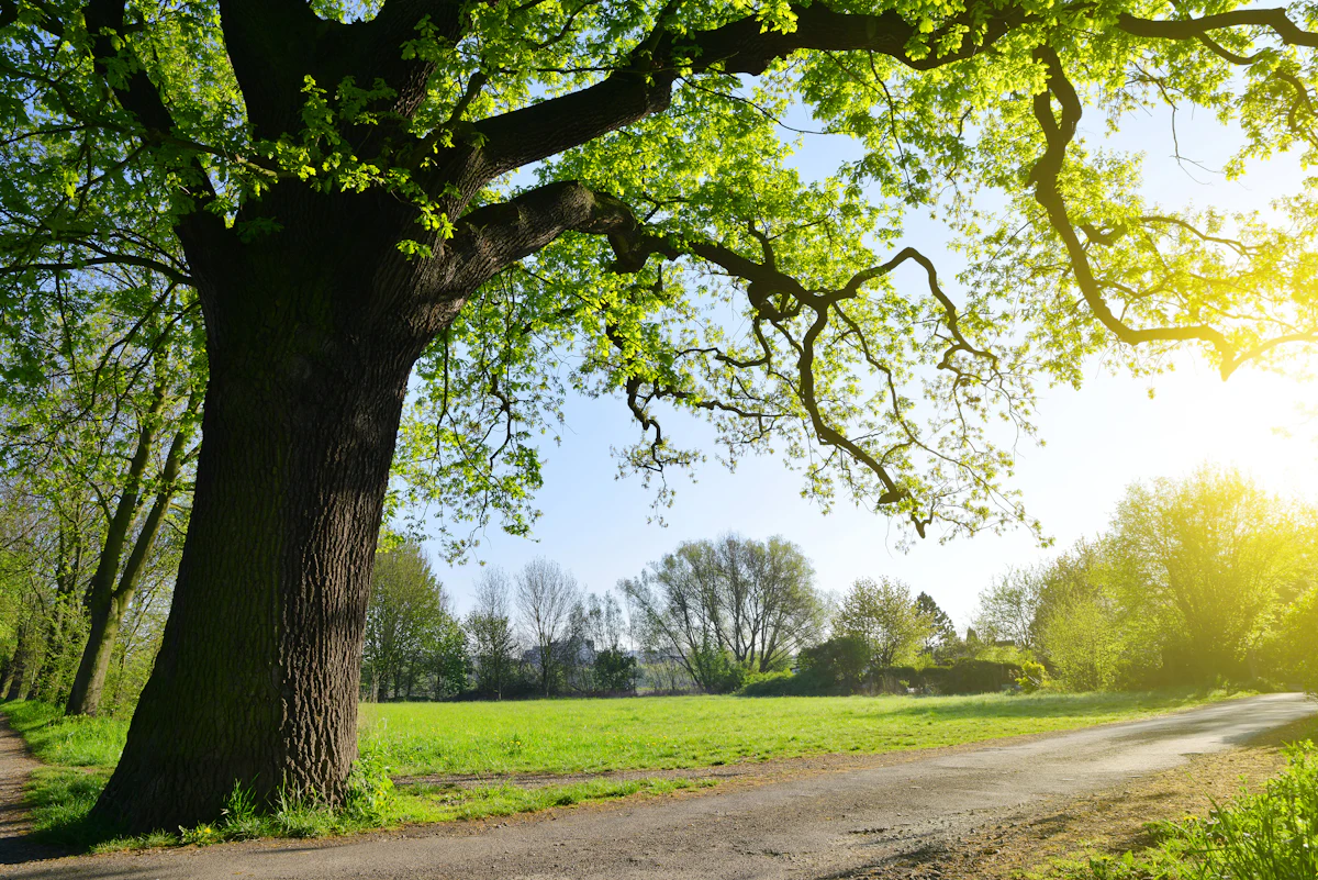 TREE Fund Opens Its Fall Grant Cycle | Green Industry Pros