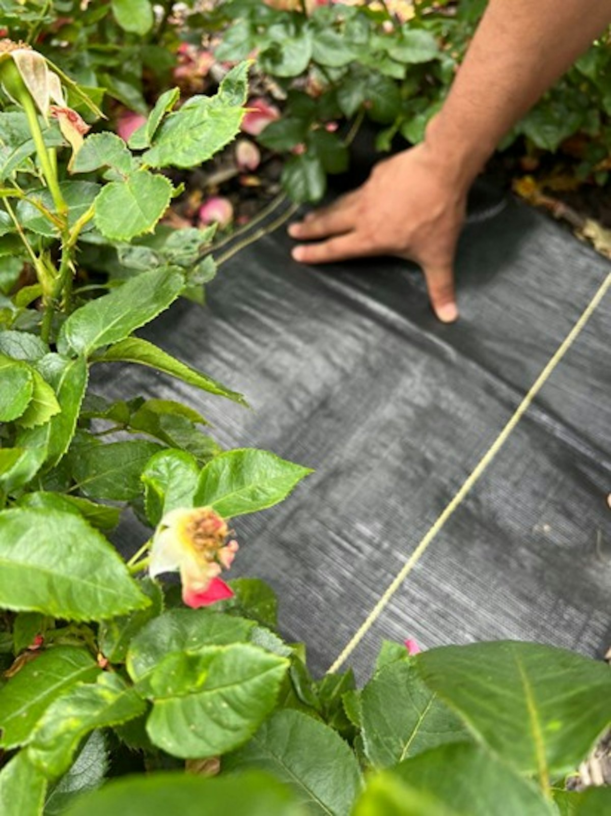 field madder control